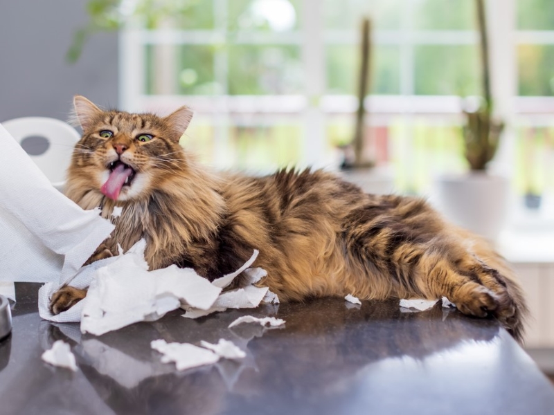 10 Best Kitten Training Tips For Beginners You Can't Ignore