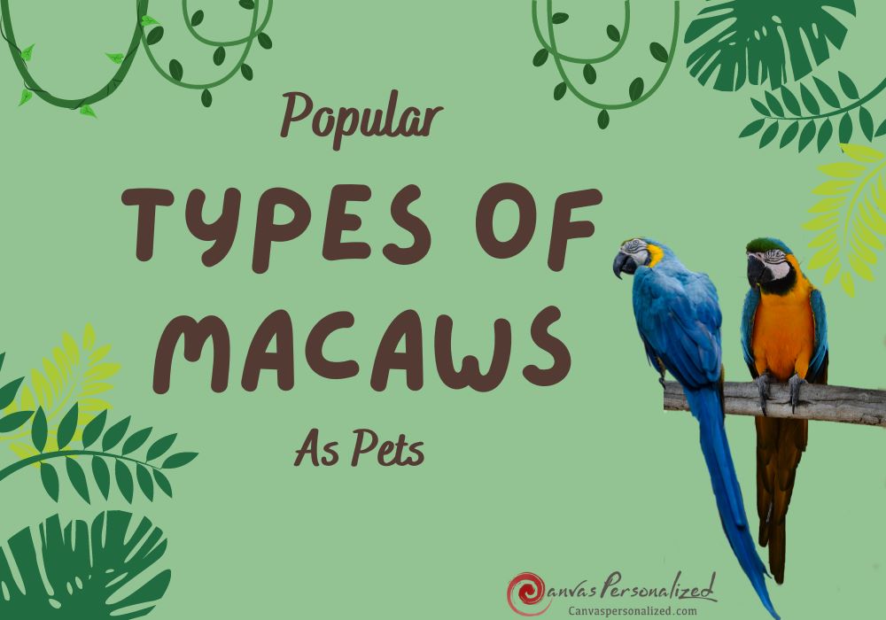 10 Popular Types Of Macaws That Make Great Pets