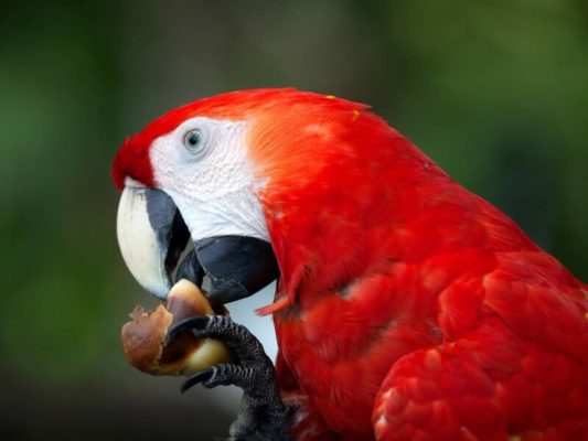 10 Popular Types Of Macaws That Make Great Pets
