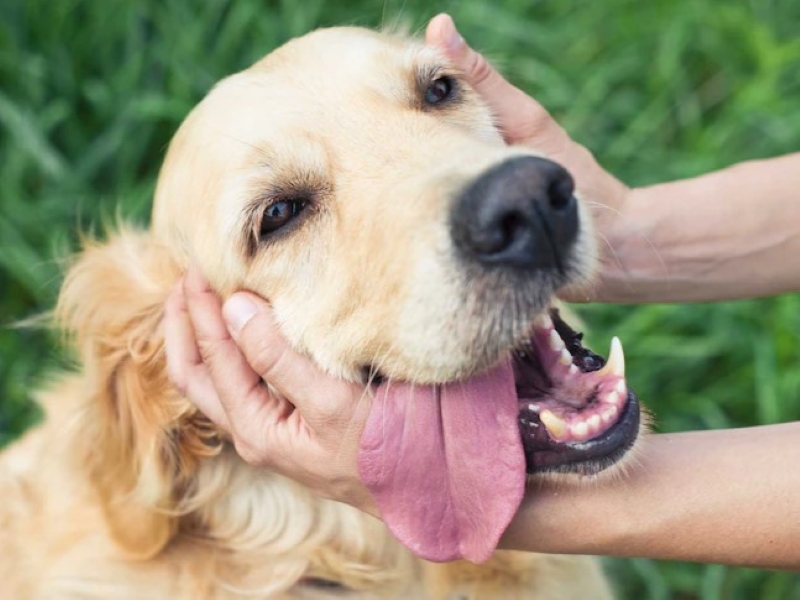 How To Teach A Dog To Smile: Easy Tricks In 6 Steps