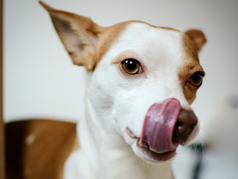 How To Teach A Dog To Smile: Easy Tricks In 6 Steps