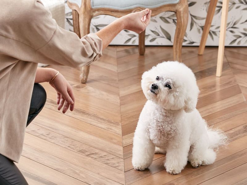 Dog Training | How To Teach A Dog To Sit Pretty In 2 Ways?