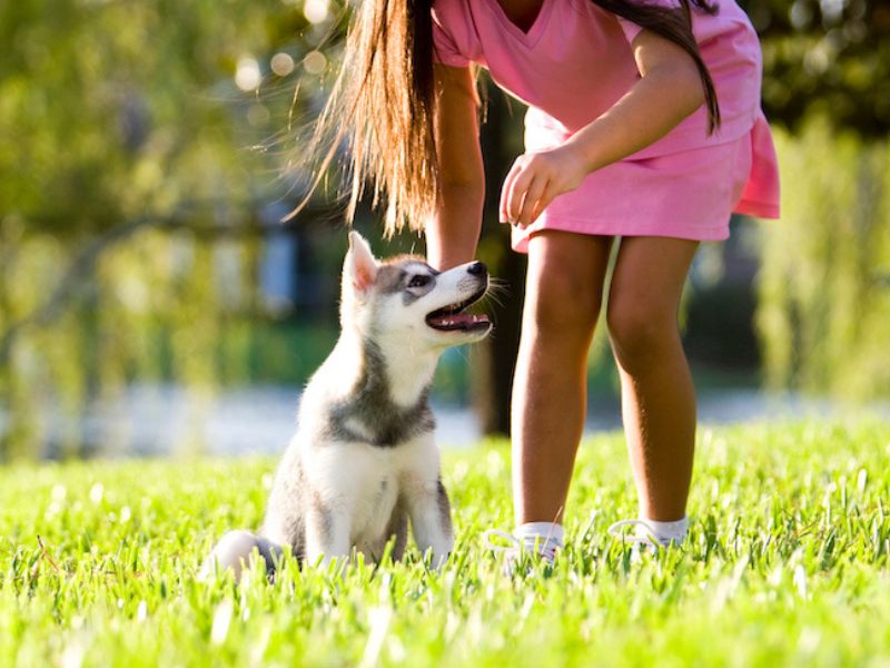 Dog Training | How To Teach A Dog To Sit Pretty In 2 Ways?