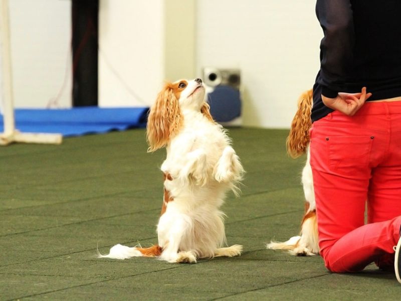 Dog Training | How To Teach A Dog To Sit Pretty In 2 Ways?