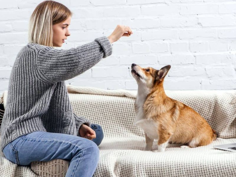 Dog Training | How To Teach A Dog To Sit Pretty In 2 Ways?