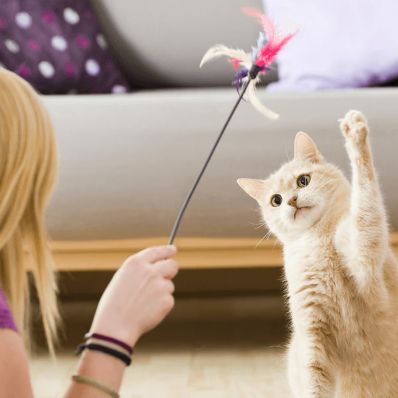 10 Best Kitten Training Tips For Beginners You Can't Ignore