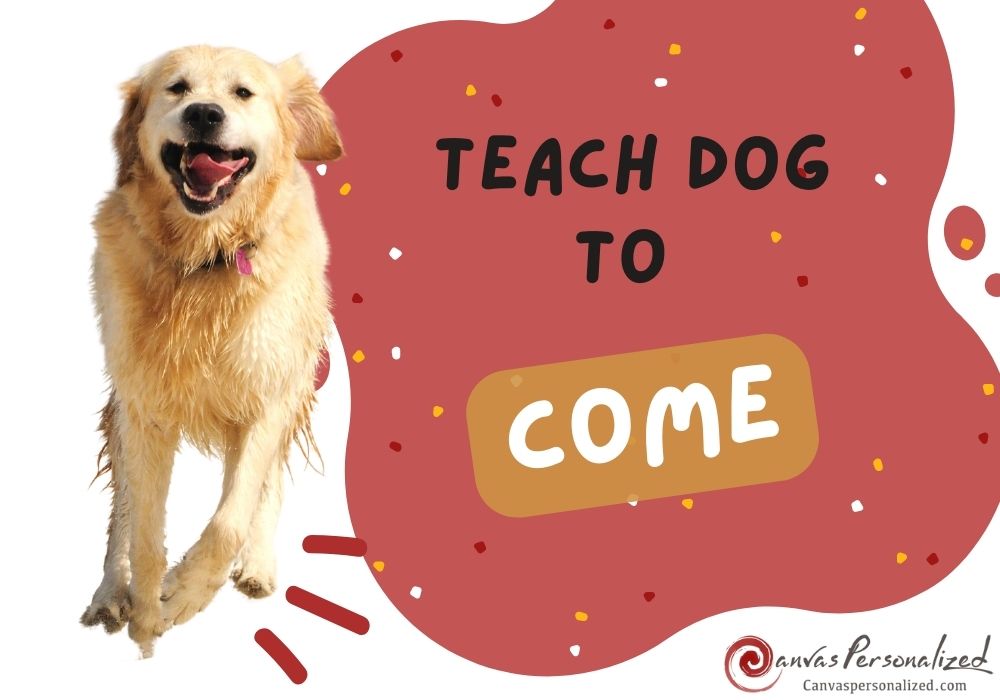 How To Teach A Dog To Come When Called In 5 Easy Steps?