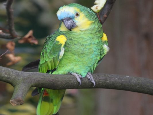 10 Types Of Amazon Parrots To Keep As Awesome Pets