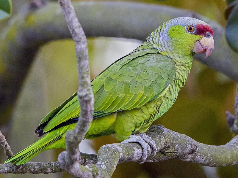 10 Types Of Amazon Parrots To Keep As Awesome Pets