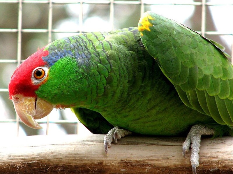 10 Types Of Amazon Parrots To Keep As Awesome Pets
