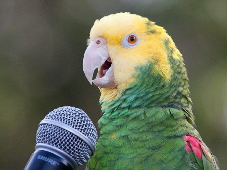 10 Types Of Amazon Parrots To Keep As Awesome Pets