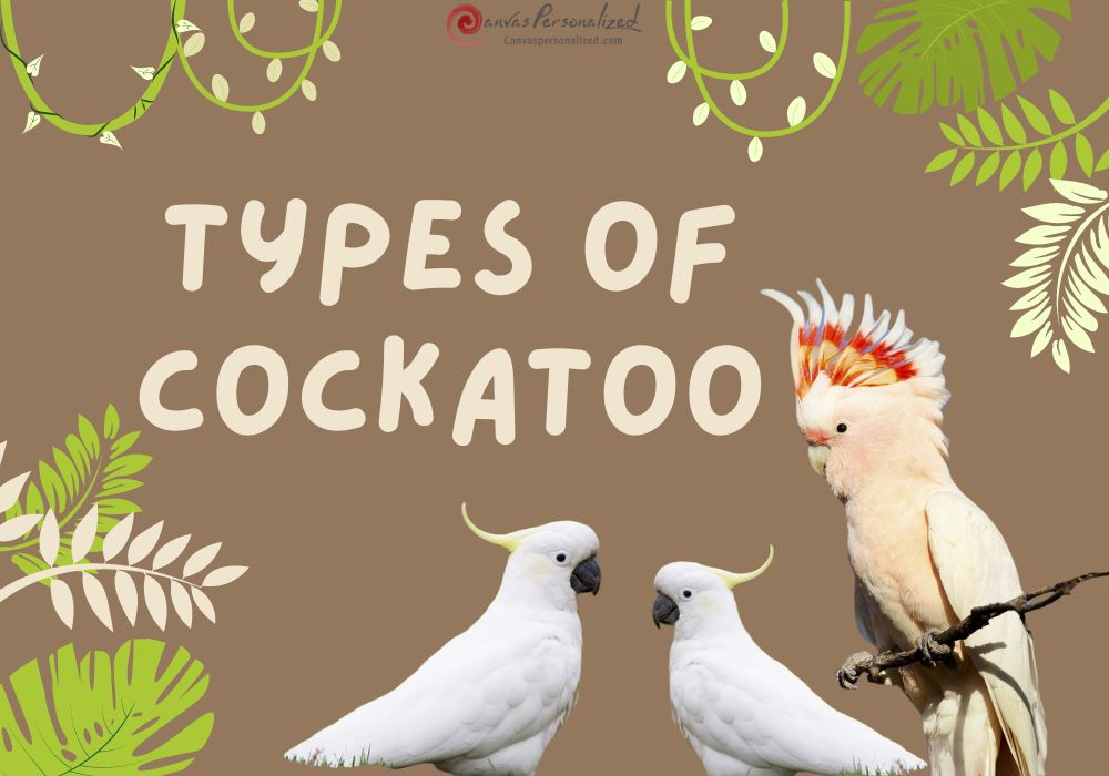 12 Types Of Cockatoo - Superstar Pets With Colorful Crests