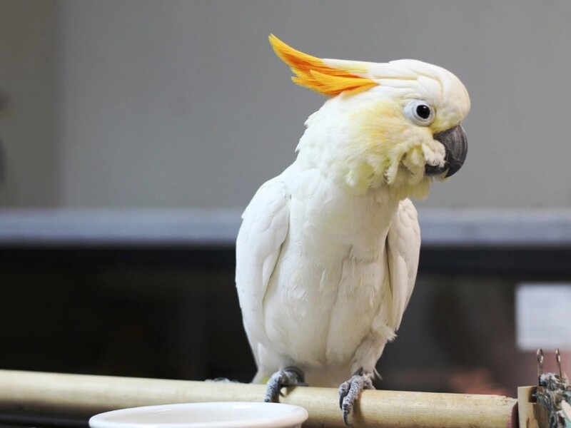 12 Types Of Cockatoo - Superstar Pets With Colorful Crests