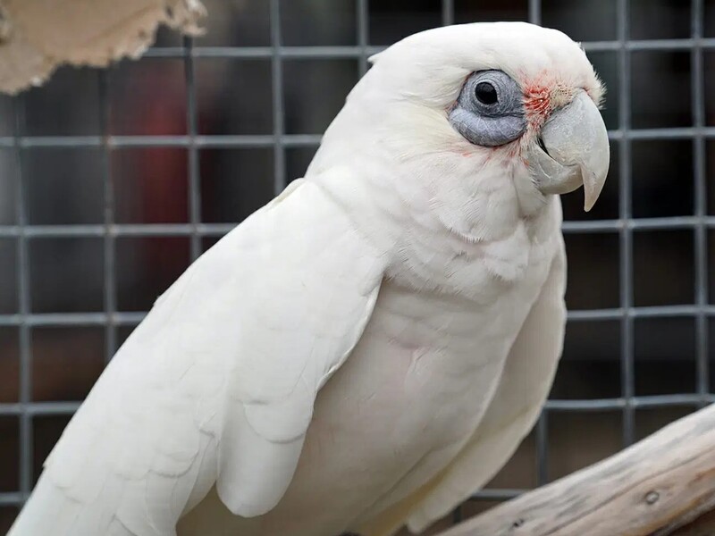 12 Types Of Cockatoo - Superstar Pets With Colorful Crests