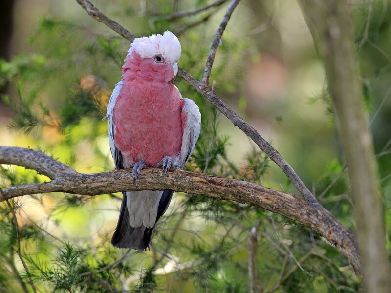 12 Types Of Cockatoo - Superstar Pets With Colorful Crests