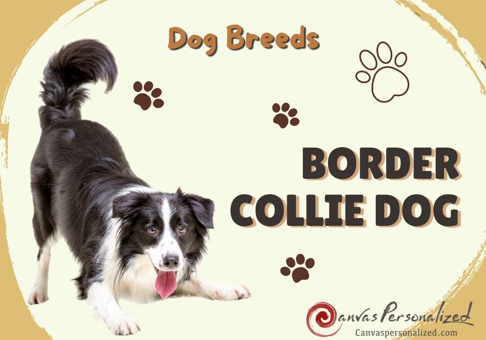 Border Collie Dog: The Essential Guide To Owning & Training