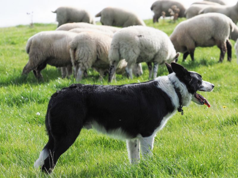 Border Collie Dog: The Essential Guide To Owning & Training