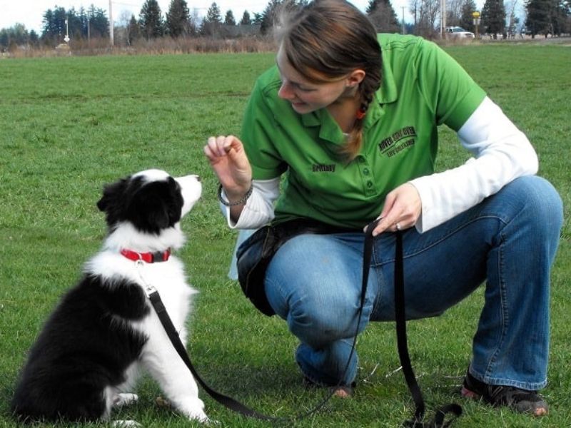 Border Collie Dog: The Essential Guide To Owning & Training