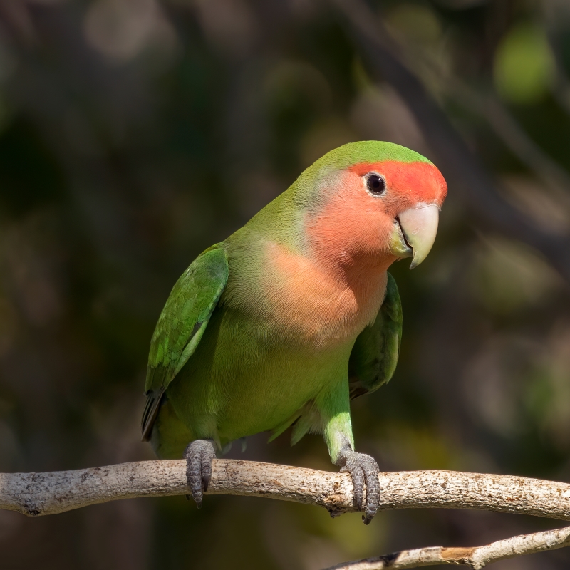 9 The Most Popular Types Of Lovebirds As Stunning Pets