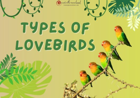 15 Popular Types Of Finches: A Complete List With Photos