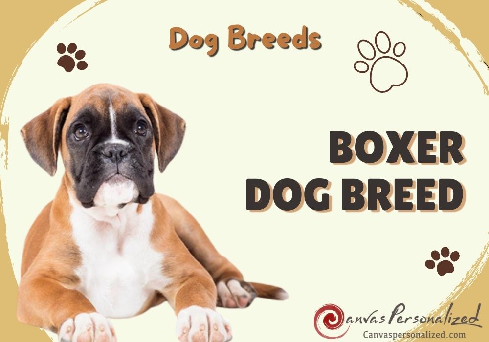 All You Need To Know About Boxer Dog Breed Before Adopting