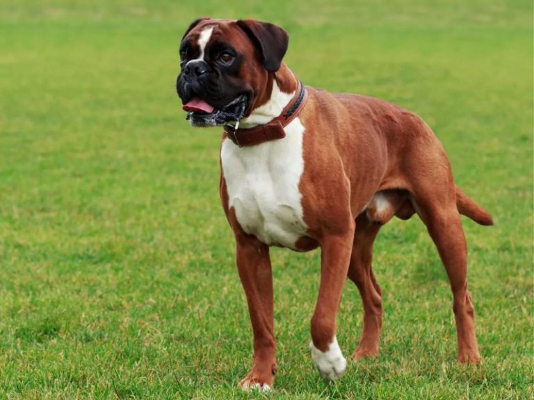 All You Need To Know About Boxer Dog Breed Before Adopting