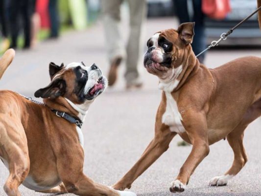 All You Need To Know About Boxer Dog Breed Before Adopting