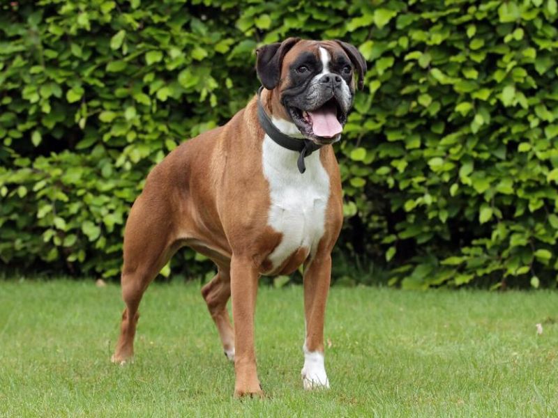 All You Need To Know About Boxer Dog Breed Before Adopting