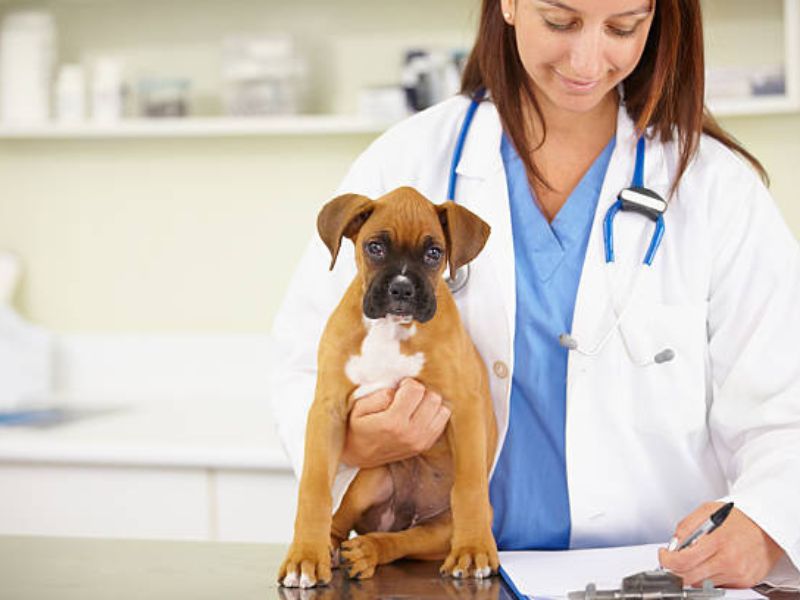 All You Need To Know About Boxer Dog Breed Before Adopting