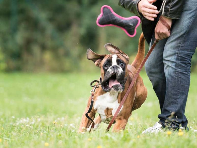 All You Need To Know About Boxer Dog Breed Before Adopting