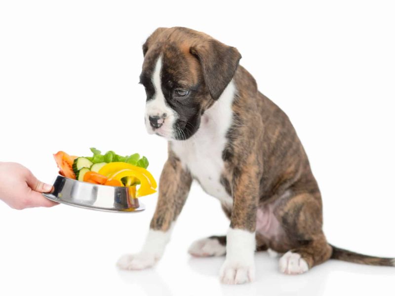 All You Need To Know About Boxer Dog Breed Before Adopting