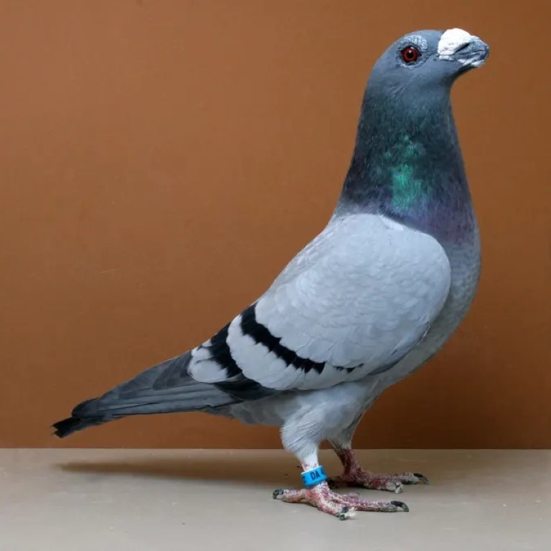 15 Types Of Pigeons And Doves - Gentle & Charming Pets