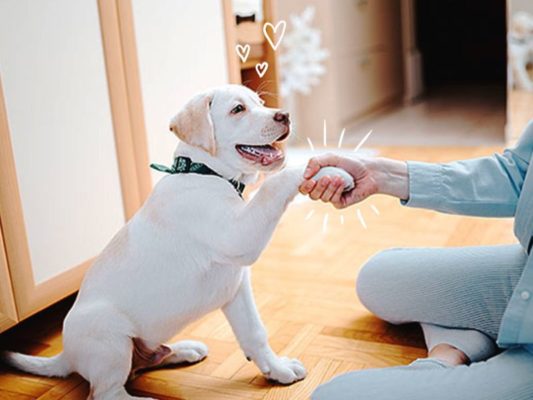 How To Teach A Dog To Shake Hands Quickly With 6 Easy Steps