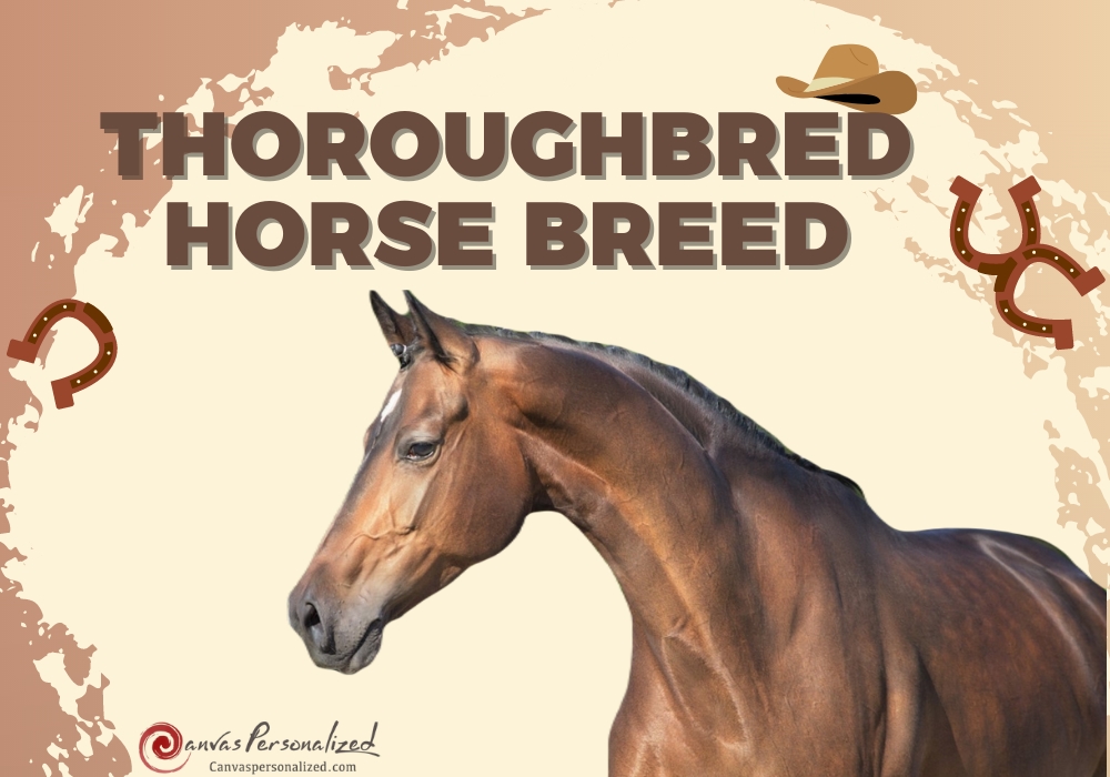 Comprehensive The Thoroughbred Horse Breed Info (2023)