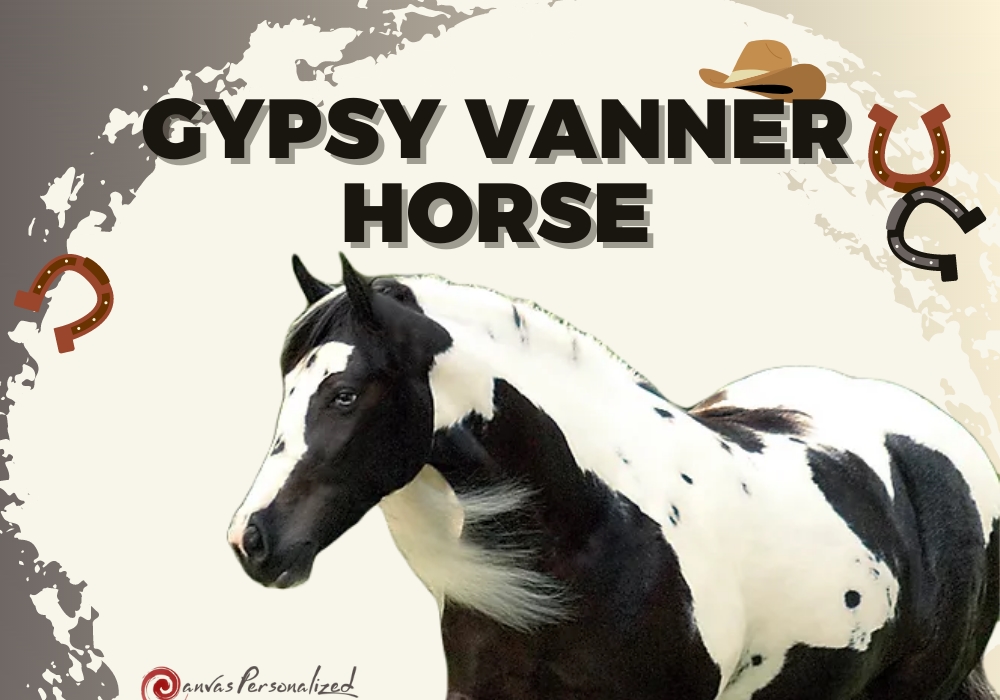 Gypsy Vanner Horse: Overview About This Awesome Breed (2023)