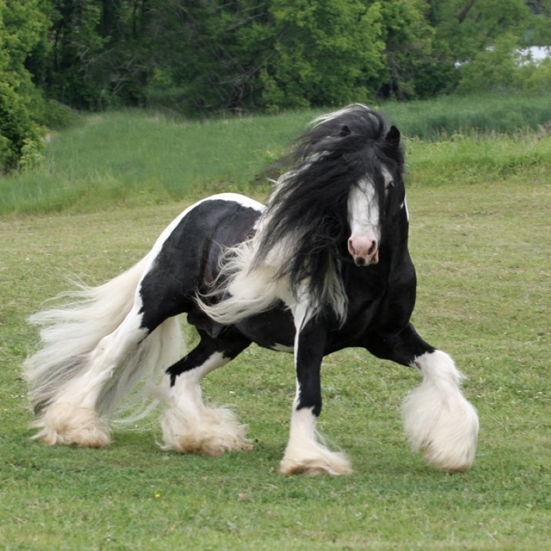 Gypsy Vanner Horse: Overview About This Awesome Breed (2023)