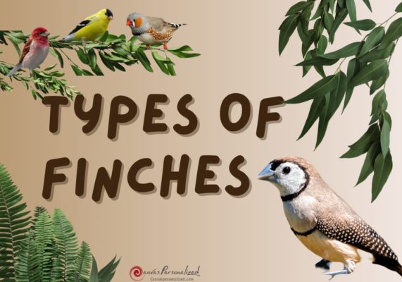 17 Popular Types Of Finches: A Complete List With Photos