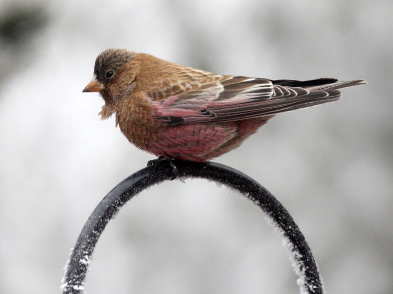 17 Popular Types Of Finches: A Complete List With Photos