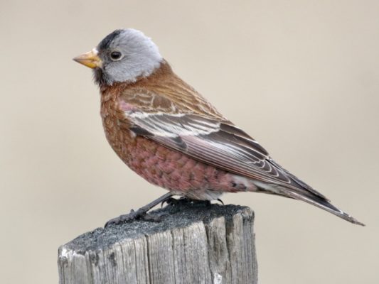 17 Popular Types Of Finches: A Complete List With Photos