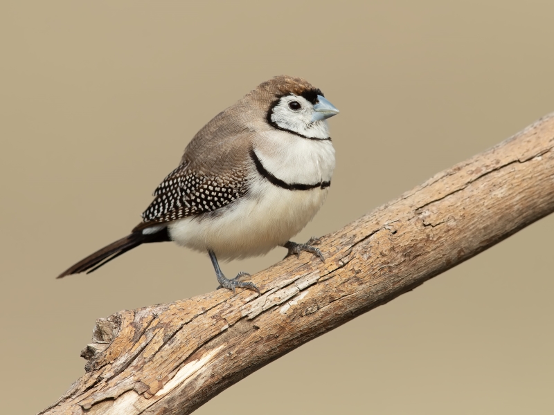 17 Popular Types Of Finches: A Complete List With Photos