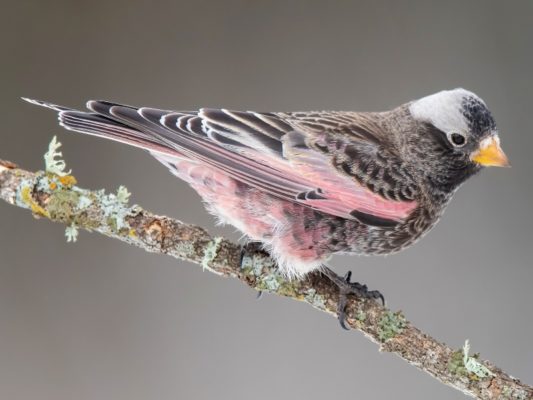 17 Popular Types Of Finches: A Complete List With Photos