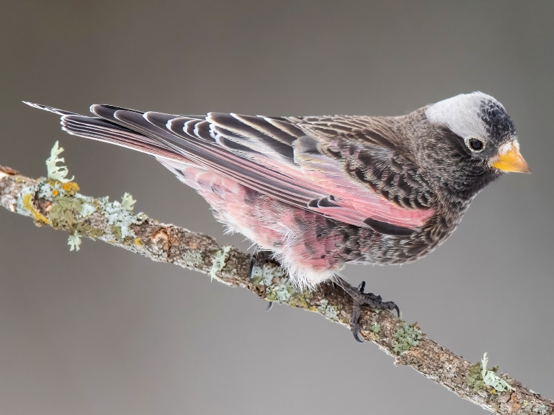 17 Popular Types Of Finches: A Complete List With Photos