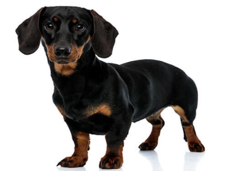 Dachshund Dog Breed | Overview Information & Facts