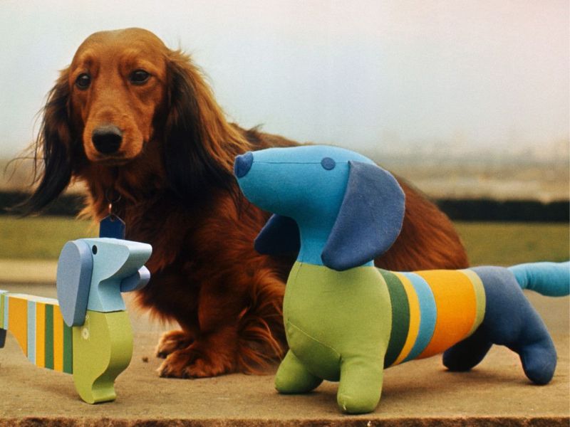 Dachshund Dog Breed | Overview Information & Facts