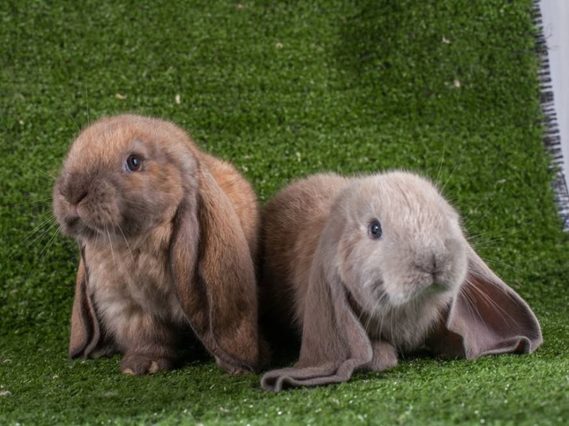 Meet 6 Lop Eared Rabbit Breeds - The Most Popular Furry Pet