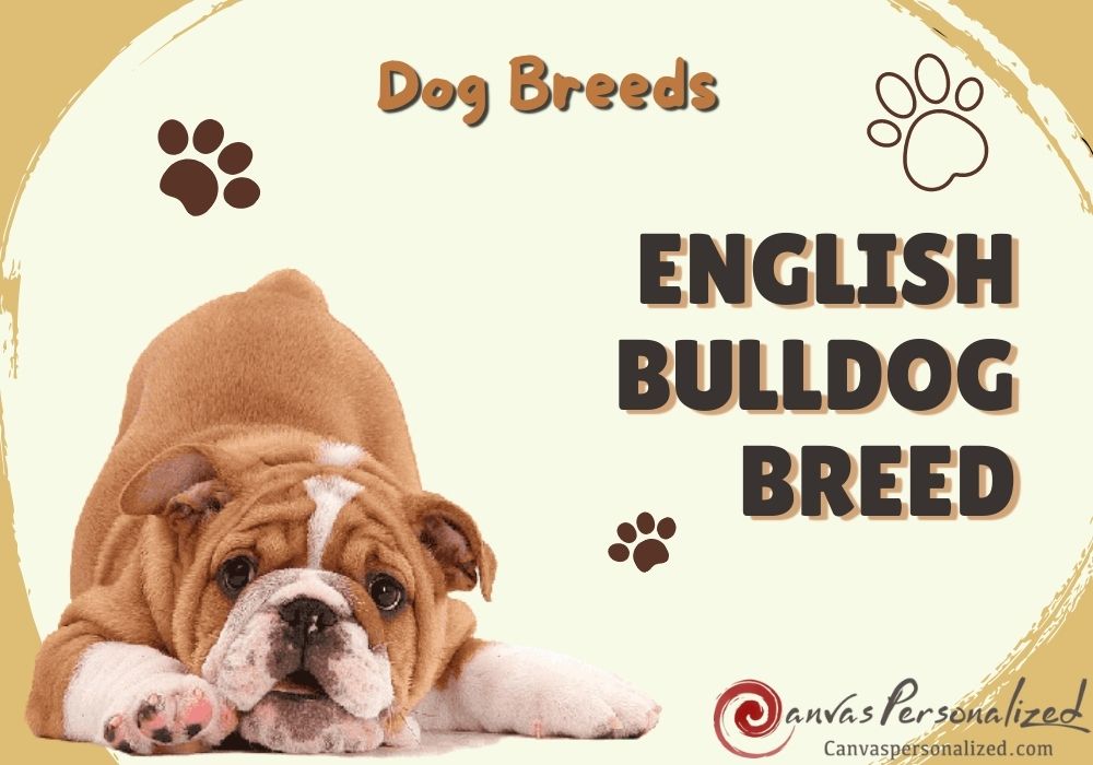 English Bulldog Breed: The Ultimate Guide To Adopt And Care