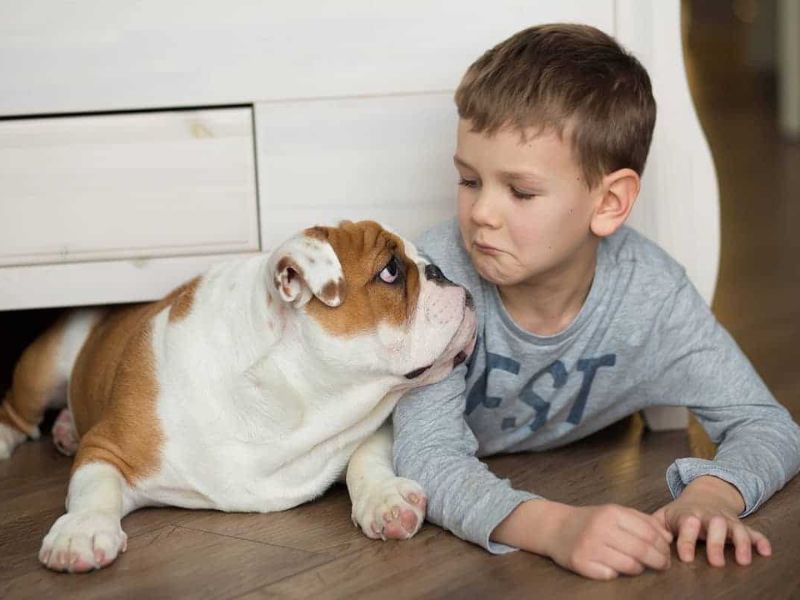 English Bulldog Breed: The Ultimate Guide To Adopt And Care