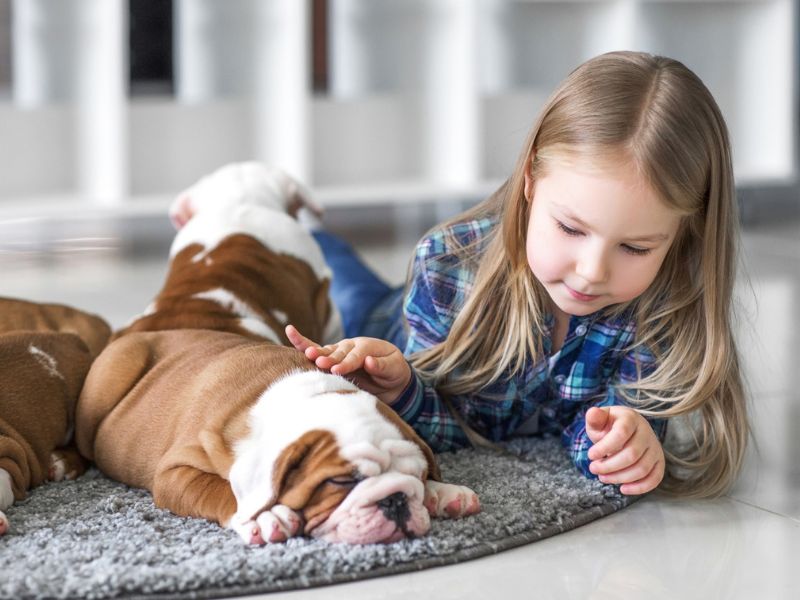 English Bulldog Breed: The Ultimate Guide To Adopt And Care