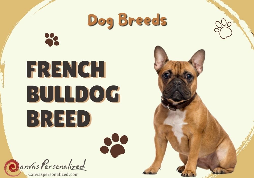 The French Bulldog Breed | Key Traits, Care, And Fun Facts