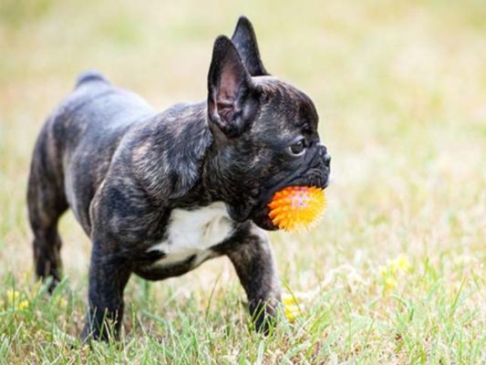 The French Bulldog Breed | Key Traits, Care, And Fun Facts